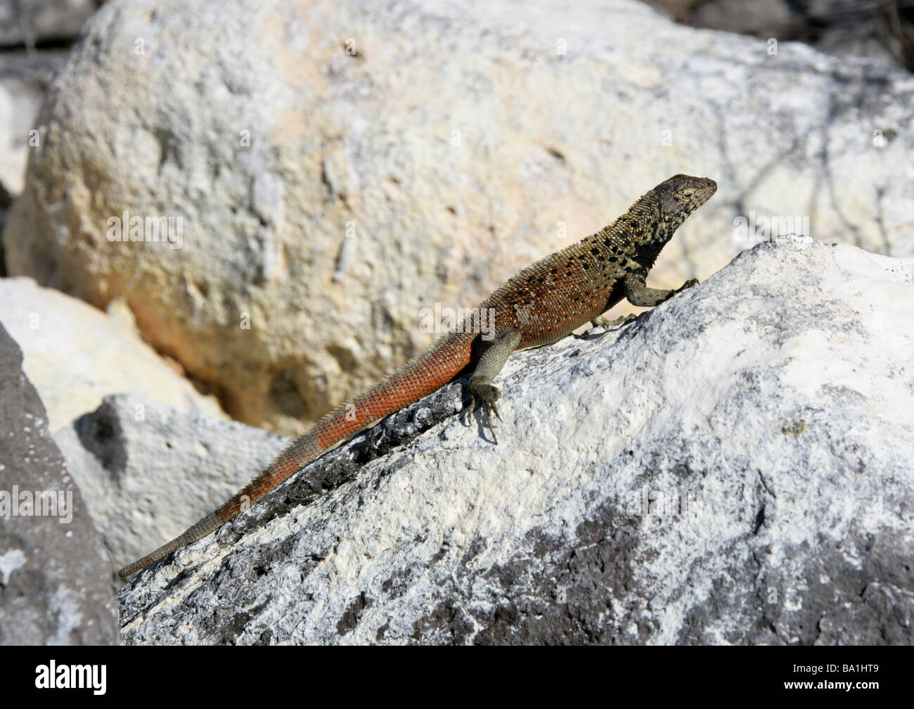 Lava Lizard, Tropidurus delanonis syn Microlophus delanonis ...