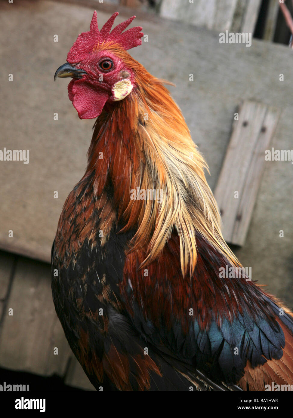 A colourful cockerel Stock Photo - Alamy