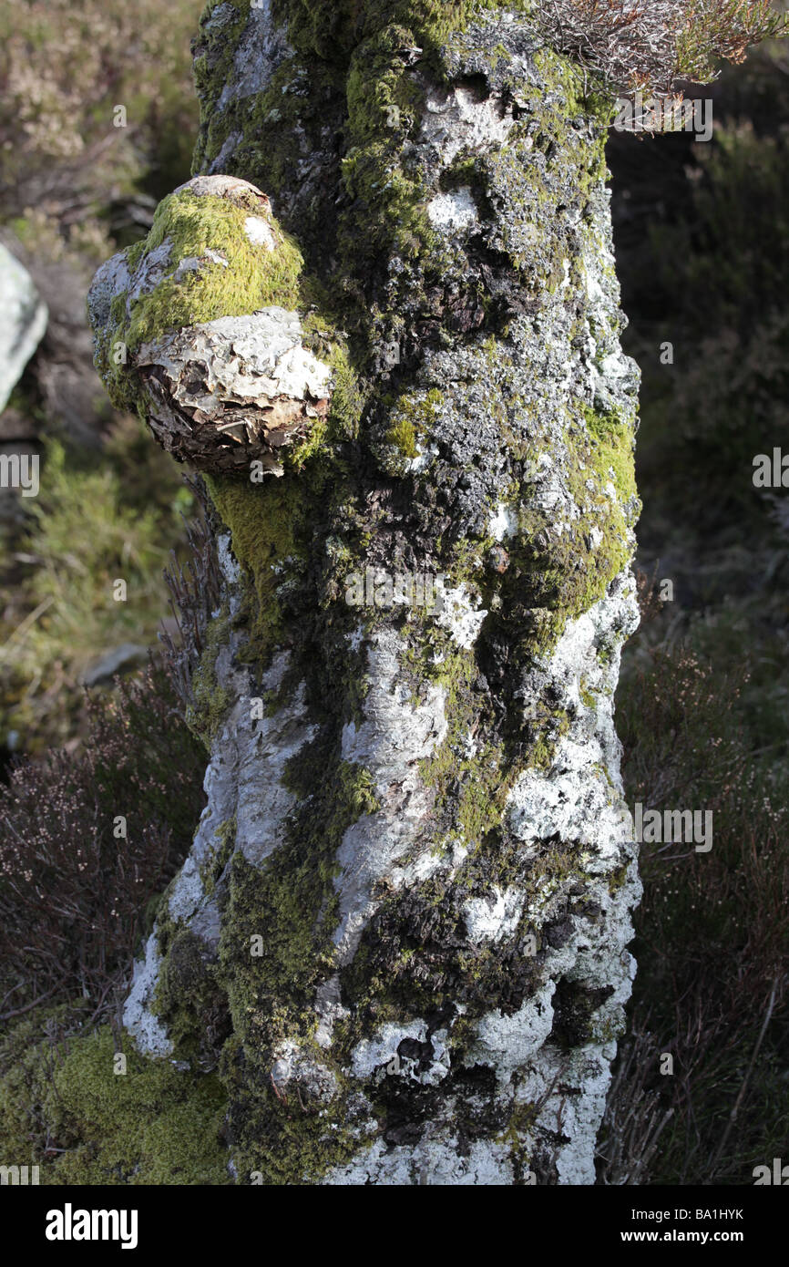 Litchen hi-res stock photography and images - Alamy