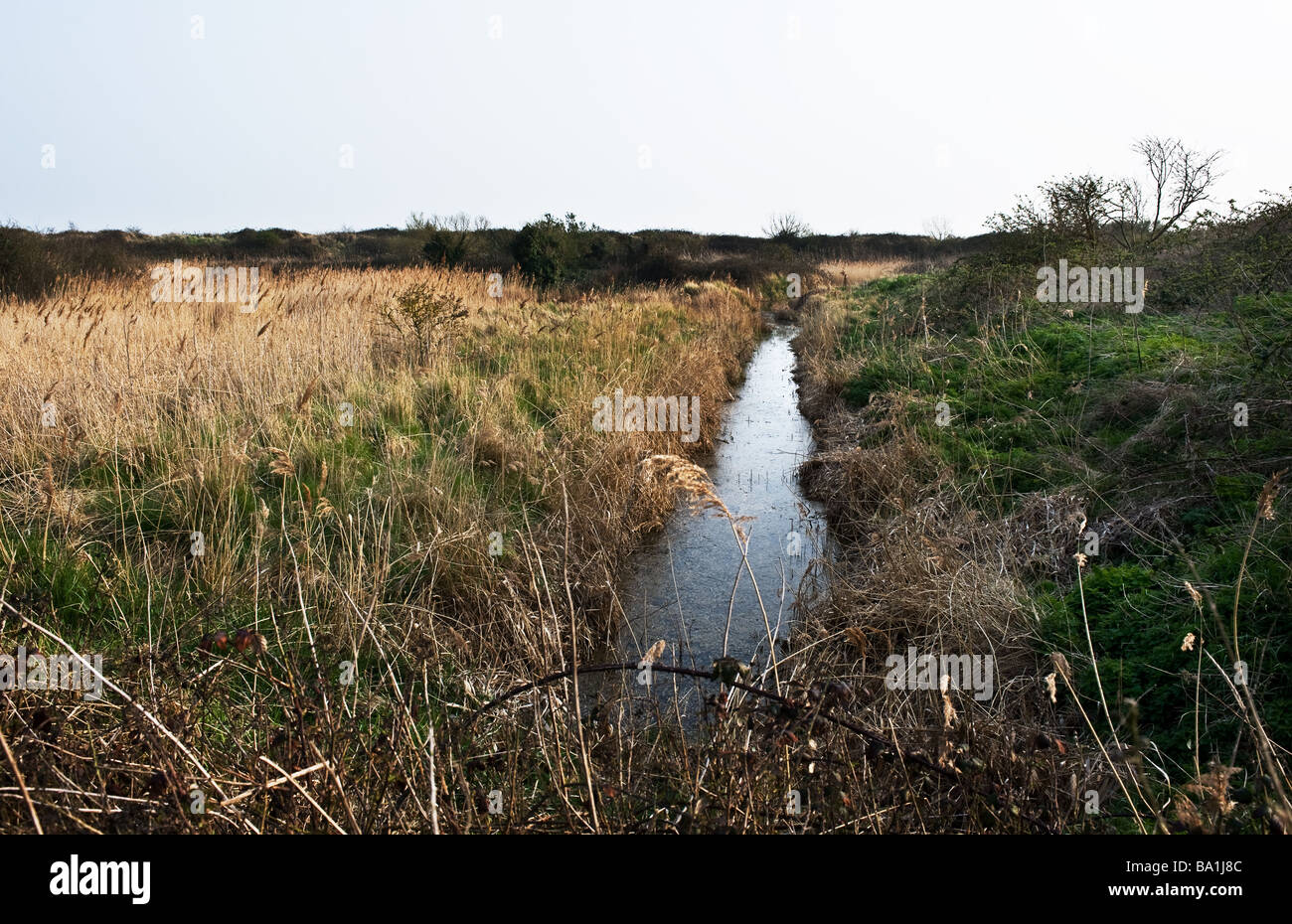 Habitat at Two Tree Island in Essex Stock Photo - Alamy
