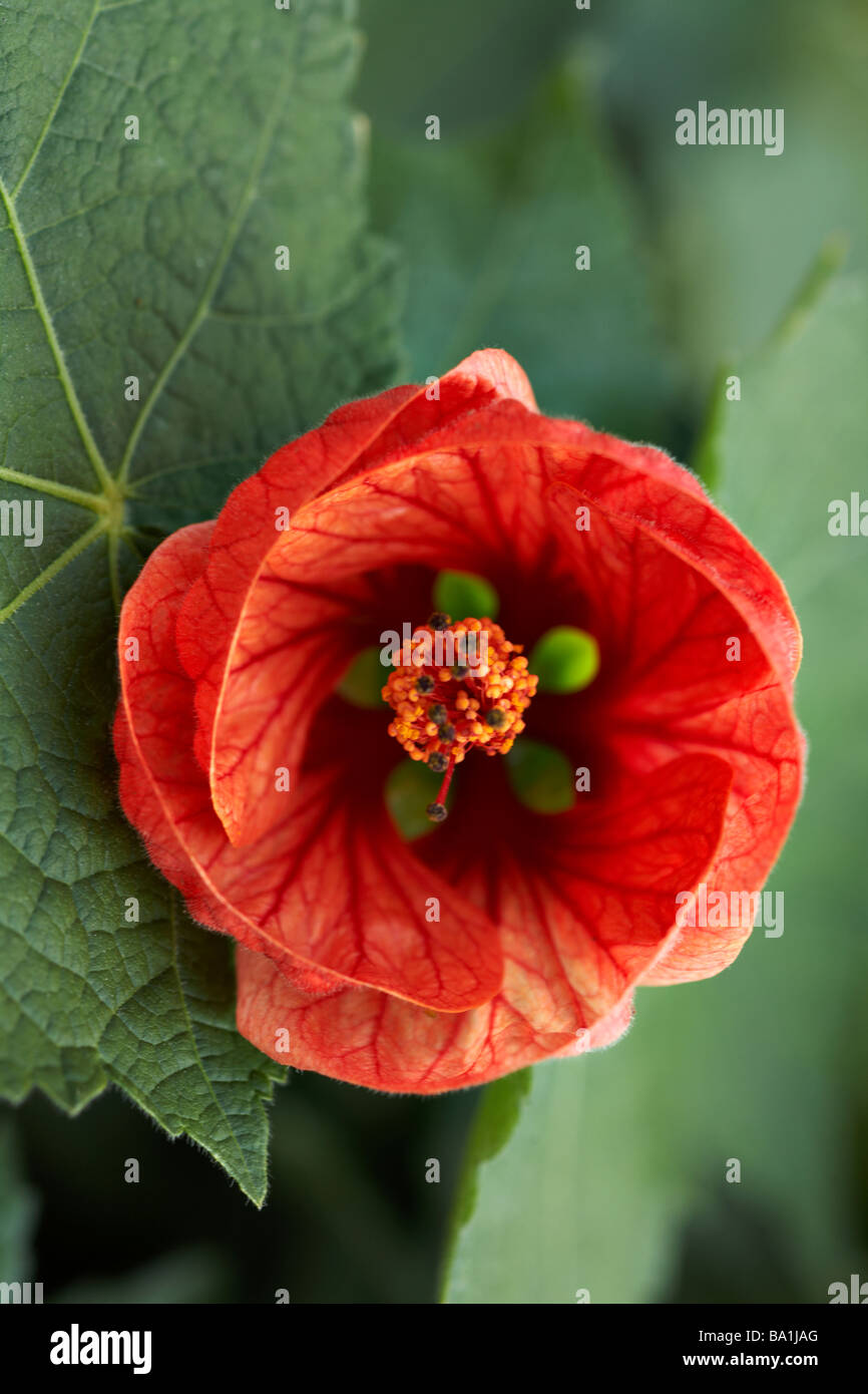Abutilon hybridum hi-res stock photography and images - Alamy