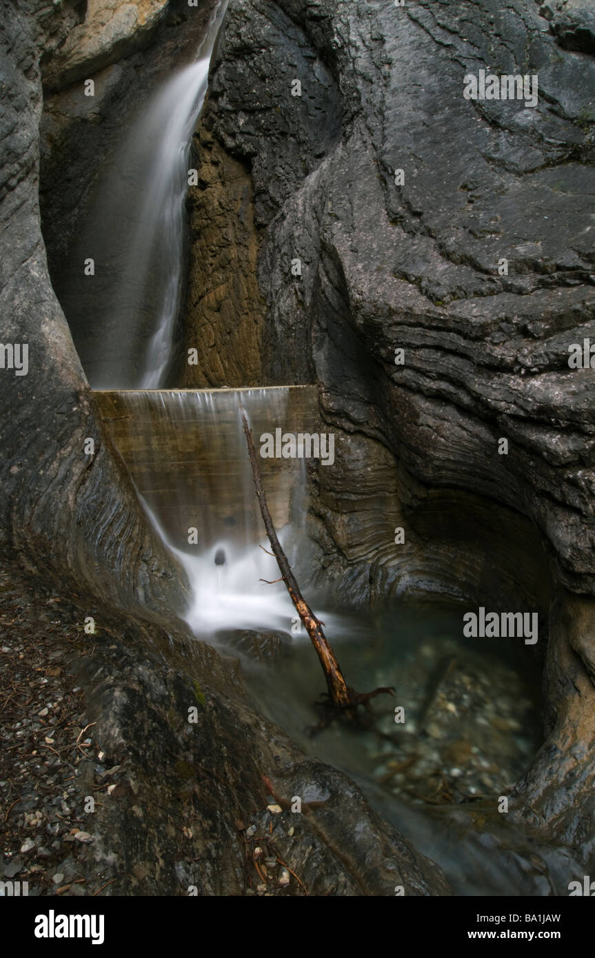 A tree grow in a small pool at Hamilton falls Yoho National Park Canada ...