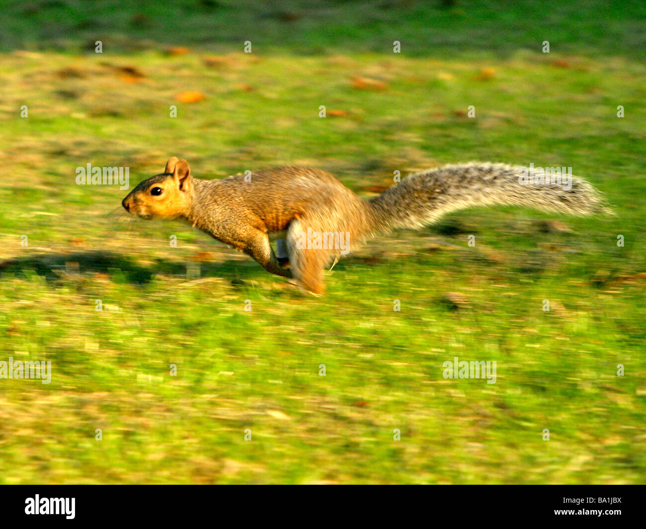 A grey squirrel running across the grass Stock Photo - Alamy