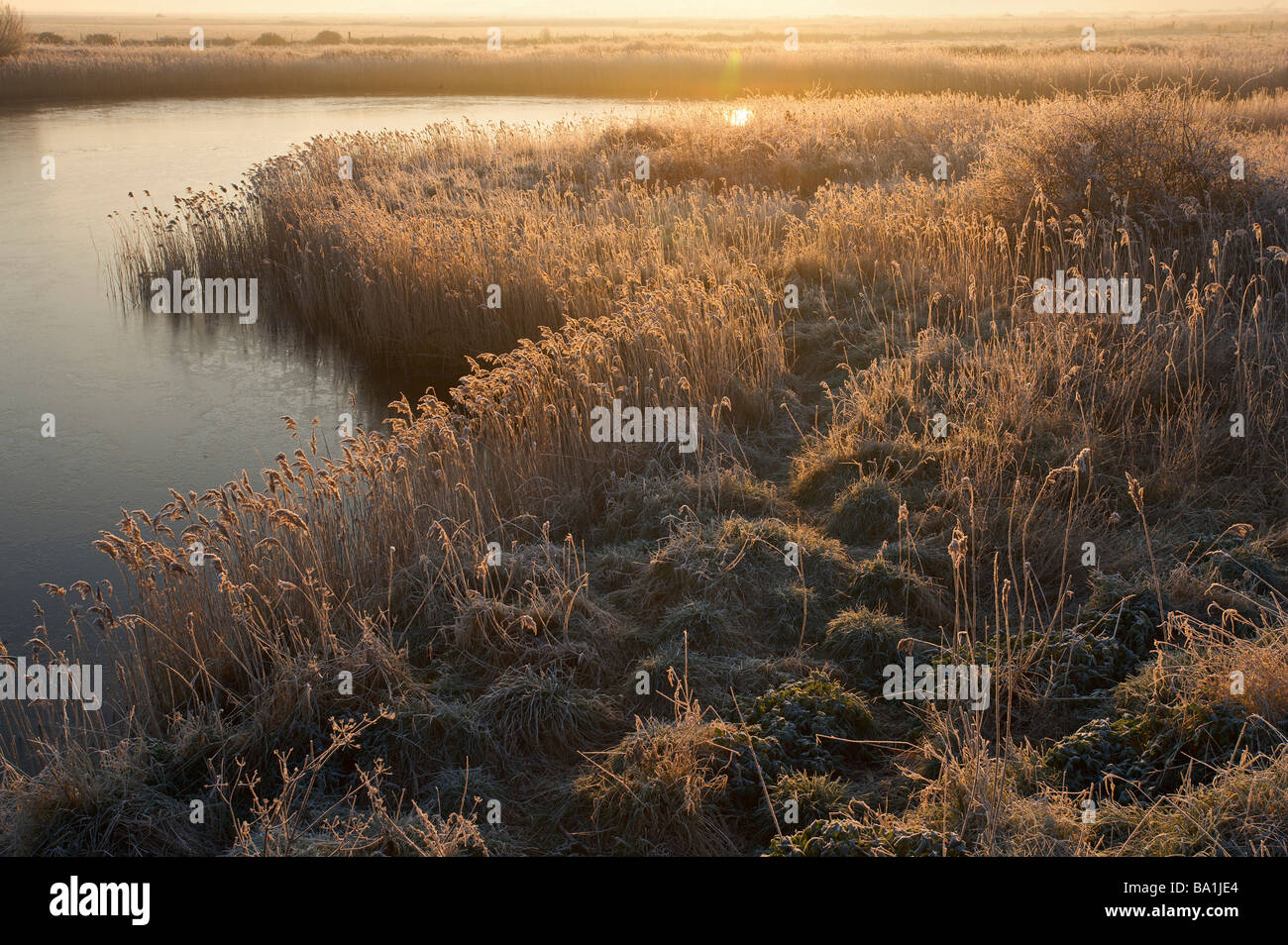 Grass reeds river winter hi-res stock photography and images - Alamy