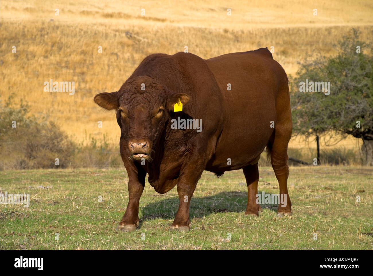 Bull cow side hi-res stock photography and images - Alamy