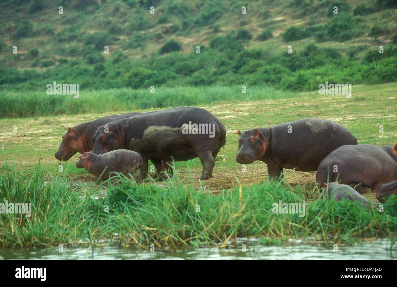 Hippoes in Uganda Stock Photo - Alamy