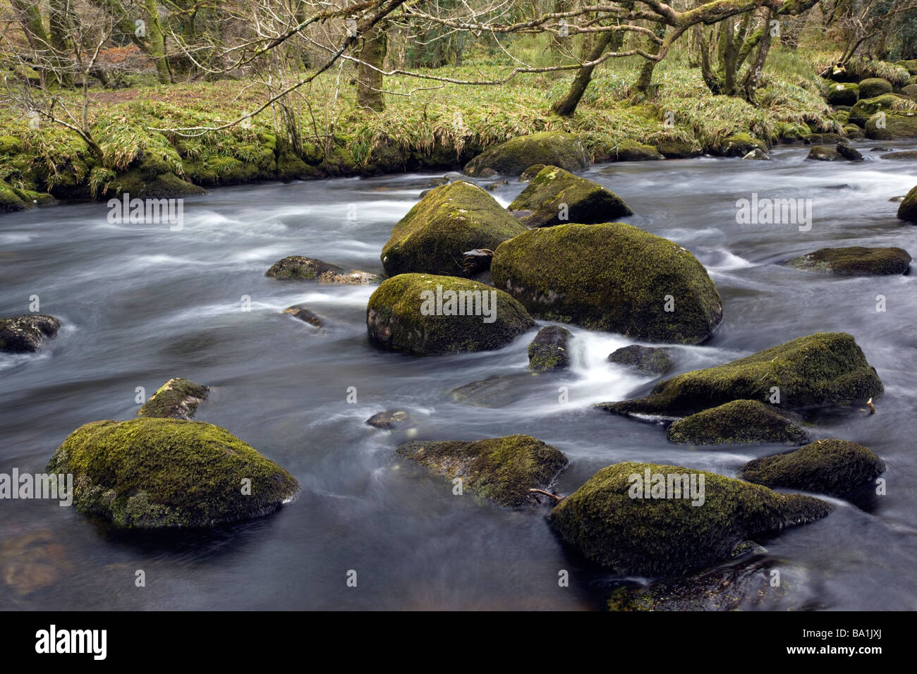 The River Dart downstream from Dartmeet flows through woodlands and ...