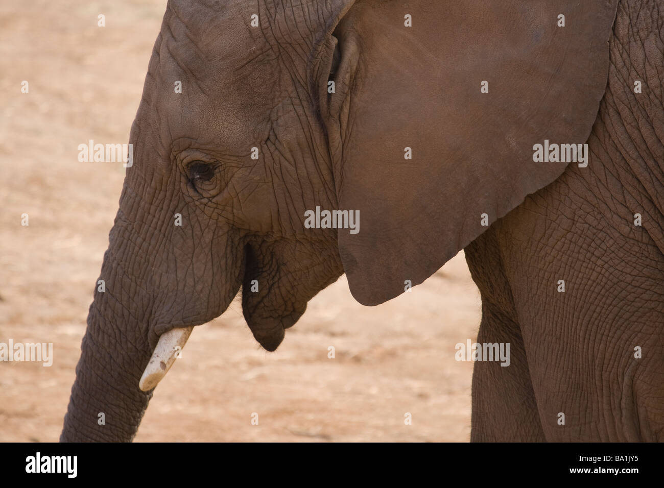 African Elephant Portrait Stock Photo - Alamy