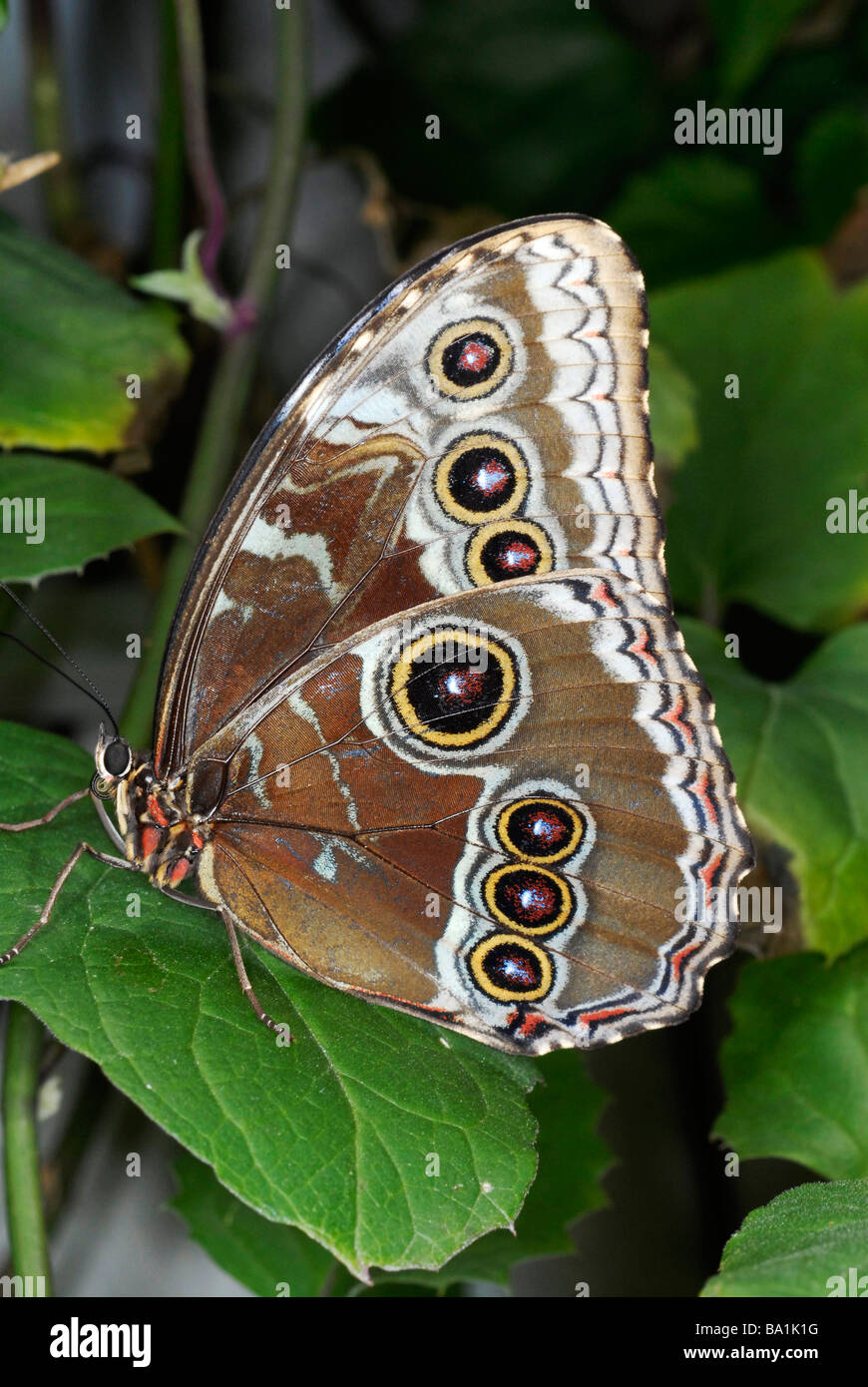 Underside of a morpho butterfly showing ocelli (eyespots) and a brown ...