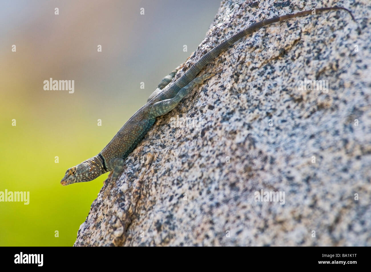 Petrosaurus High Resolution Stock Photography and Images - Alamy