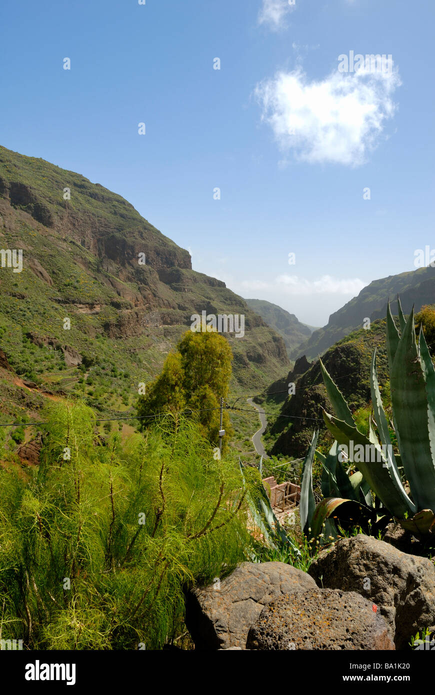 A fine view to the Barranco de Guayadeque, Guayadeque Ravine, Gran ...