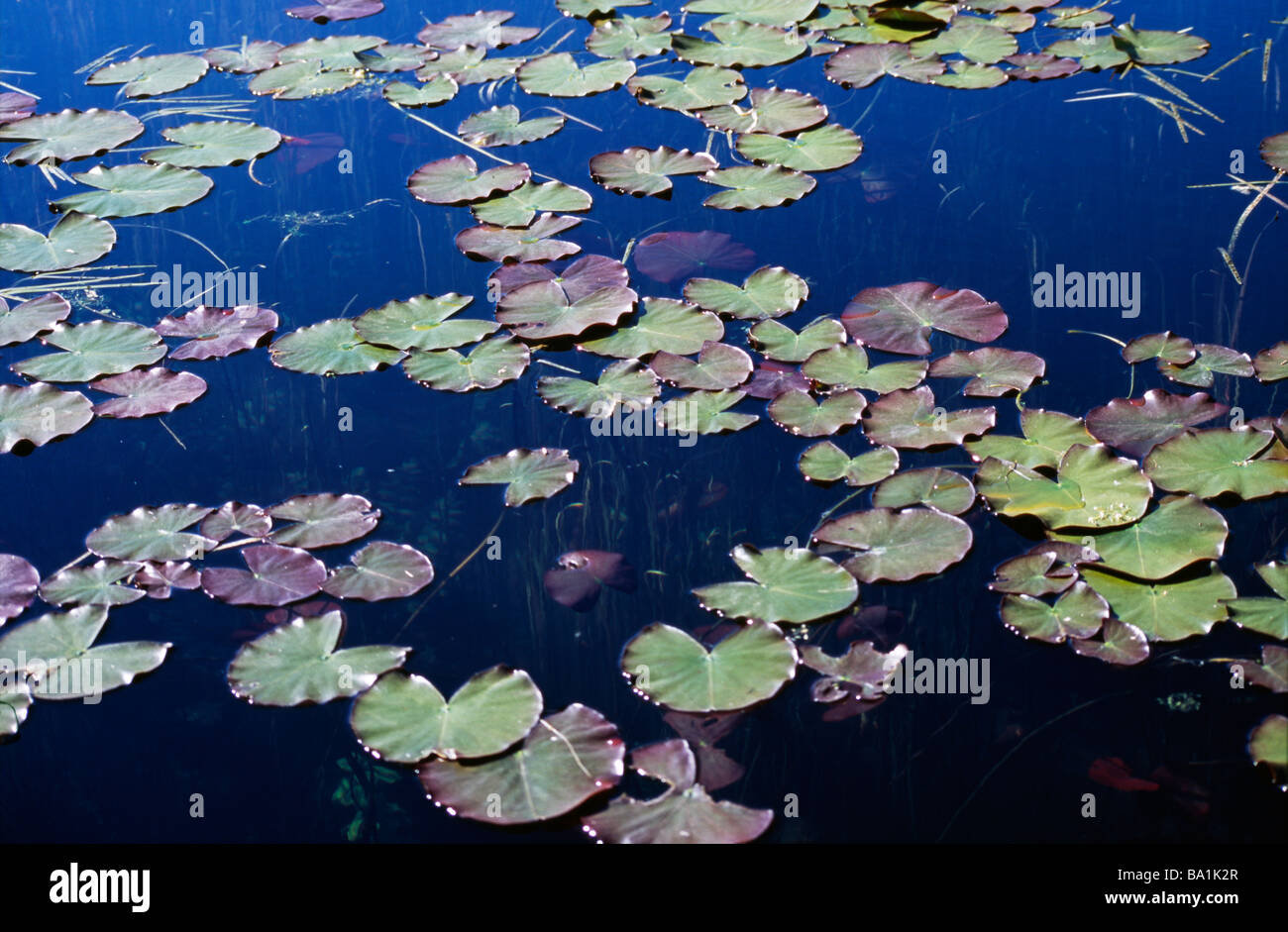 Lily Pads Bosherston Lily Ponds, Stackpole Pembrokeshire, Wales Stock ...