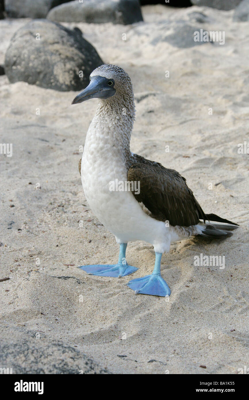 Blue-footed Booby, Sula nebouxii, Sulidae, Espanola Island, Galapagos ...