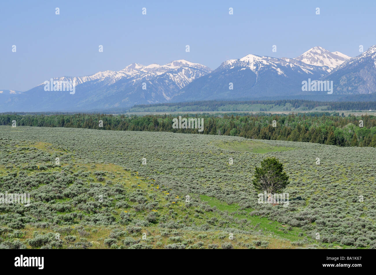 Yellowstone grass and mountains hi-res stock photography and images - Alamy