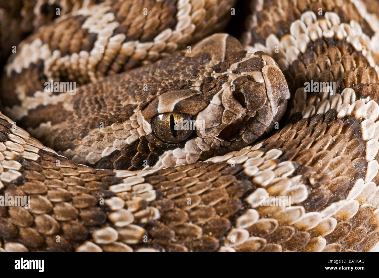 Black Diamond Rattlesnake High Resolution Stock Photography and Images ...