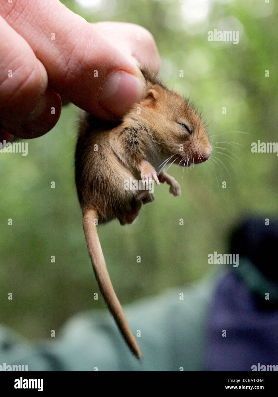 Doormouse hi-res stock photography and images - Alamy