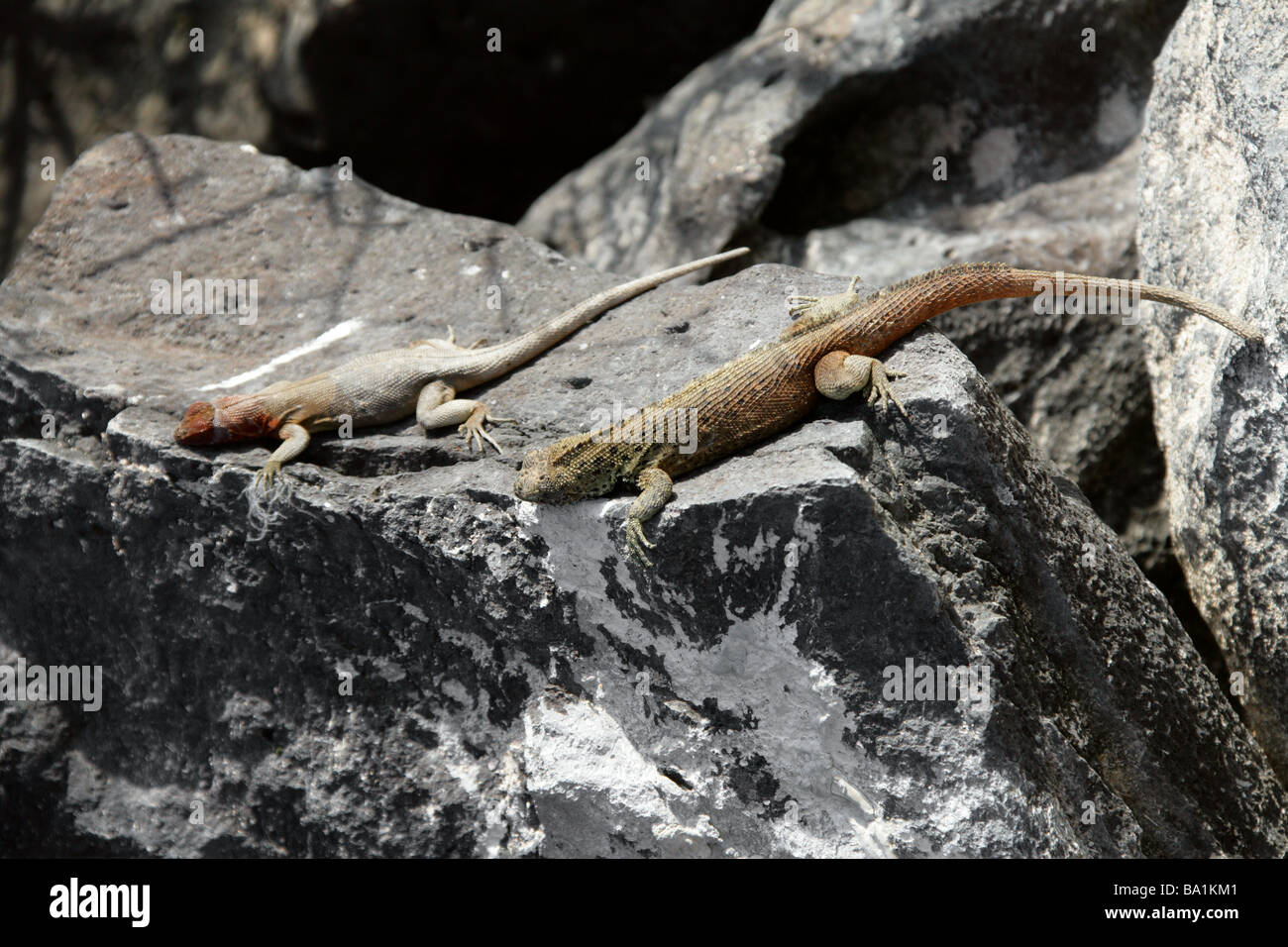 Syn lava hi-res stock photography and images - Alamy