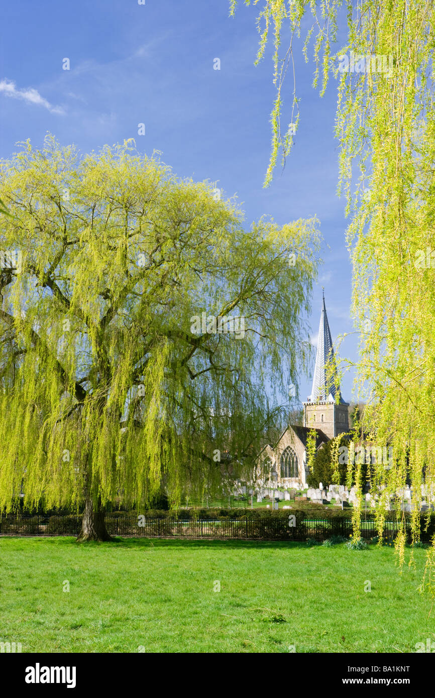 Godalming, Surrey, UK. Godalming parish church and weeping willows ...