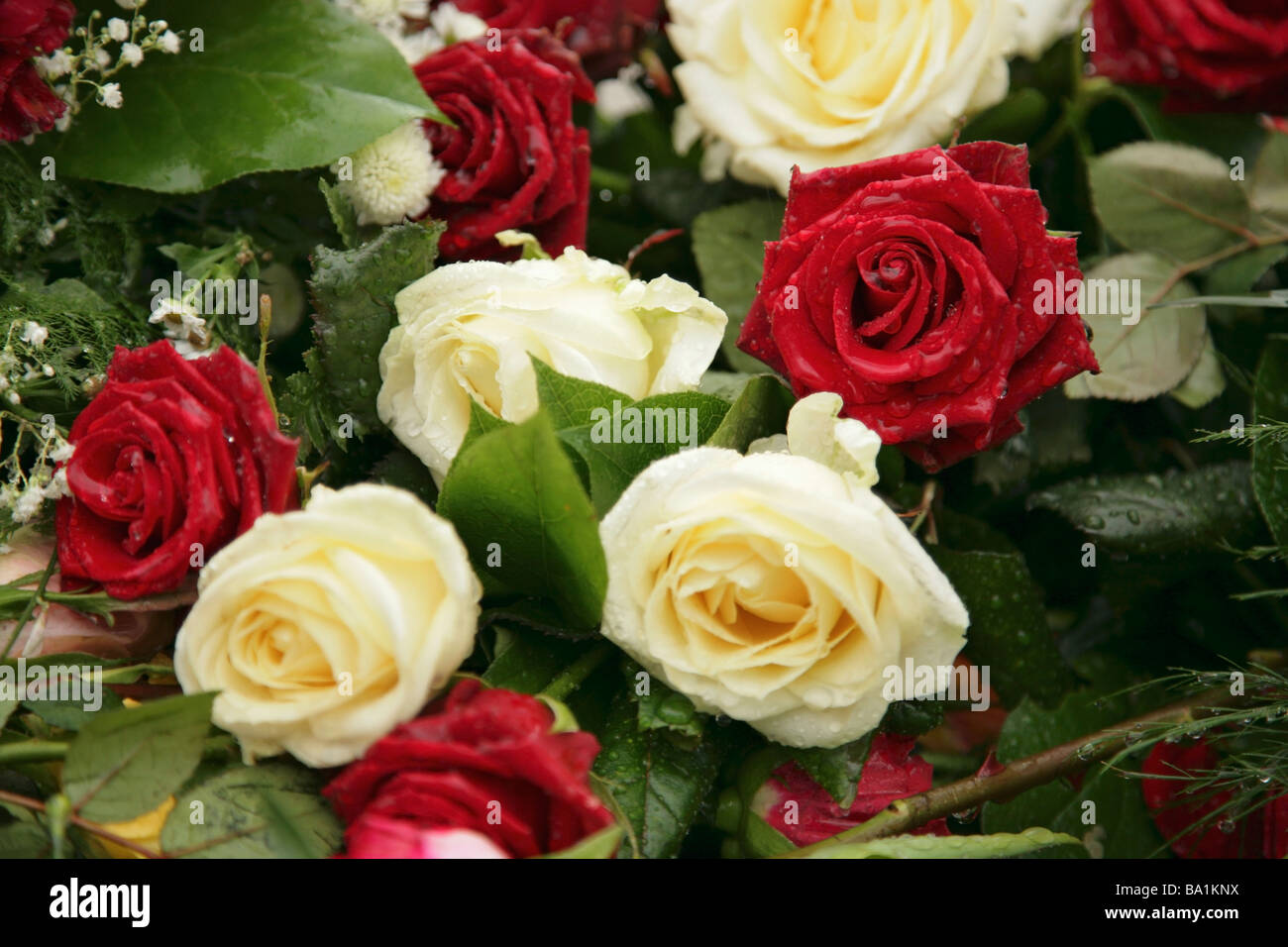 Red and cream coloured roses in the rain Stock Photo - Alamy