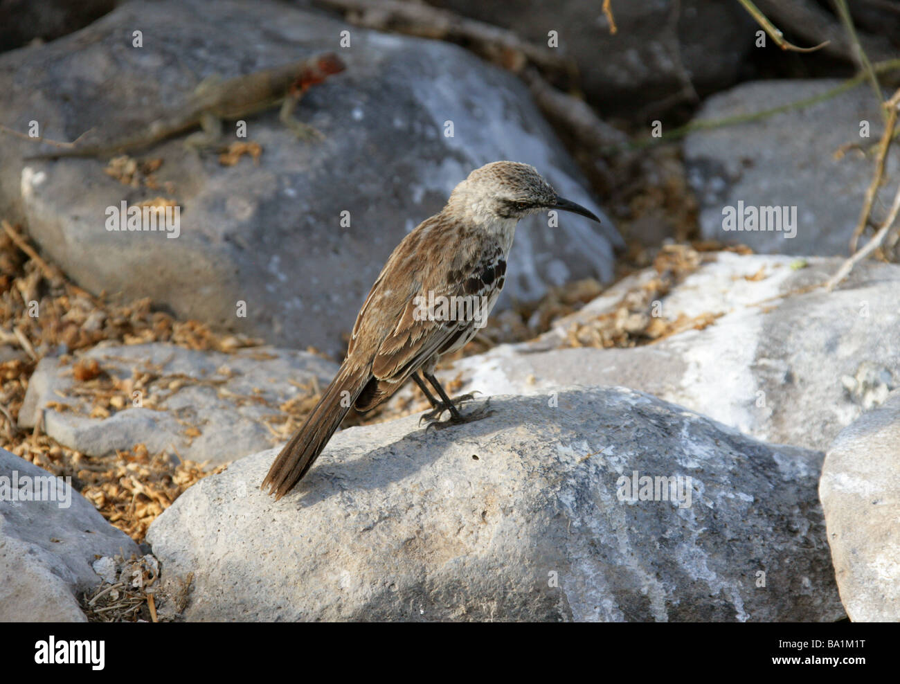 Mimidae hi-res stock photography and images - Alamy