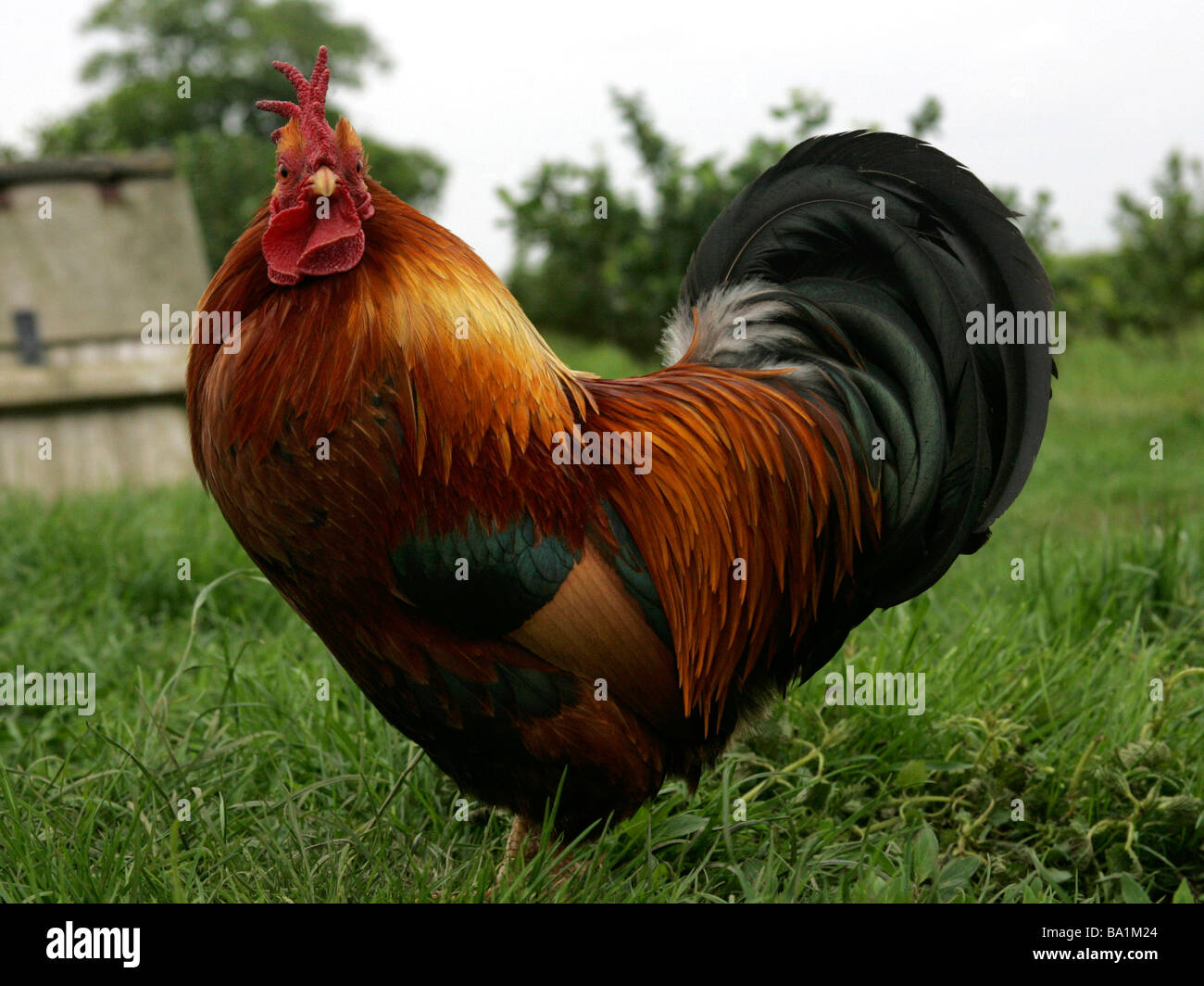 Colourful chicken hi-res stock photography and images - Alamy