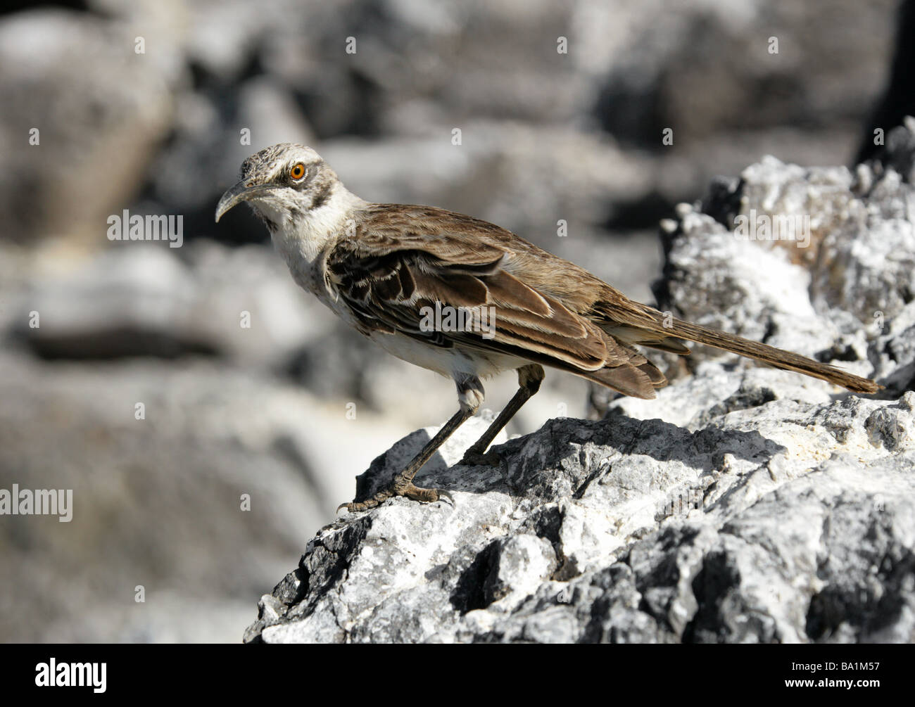 Hood or Espanola Mockingbird, Nesomimus macdonaldi, Mimidae, Espanola ...