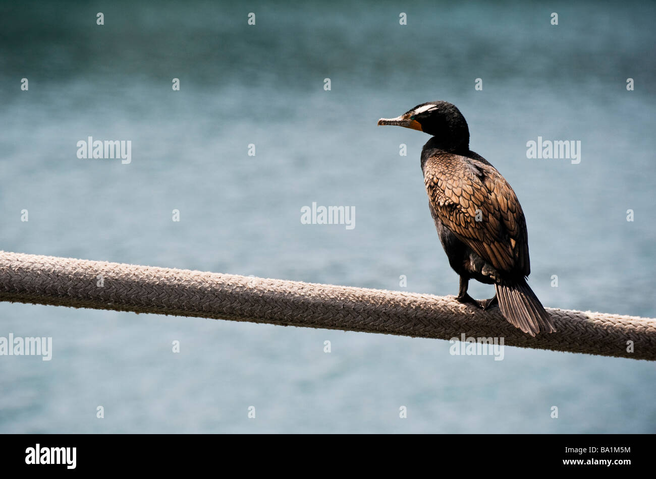 Rope wing hi-res stock photography and images - Alamy