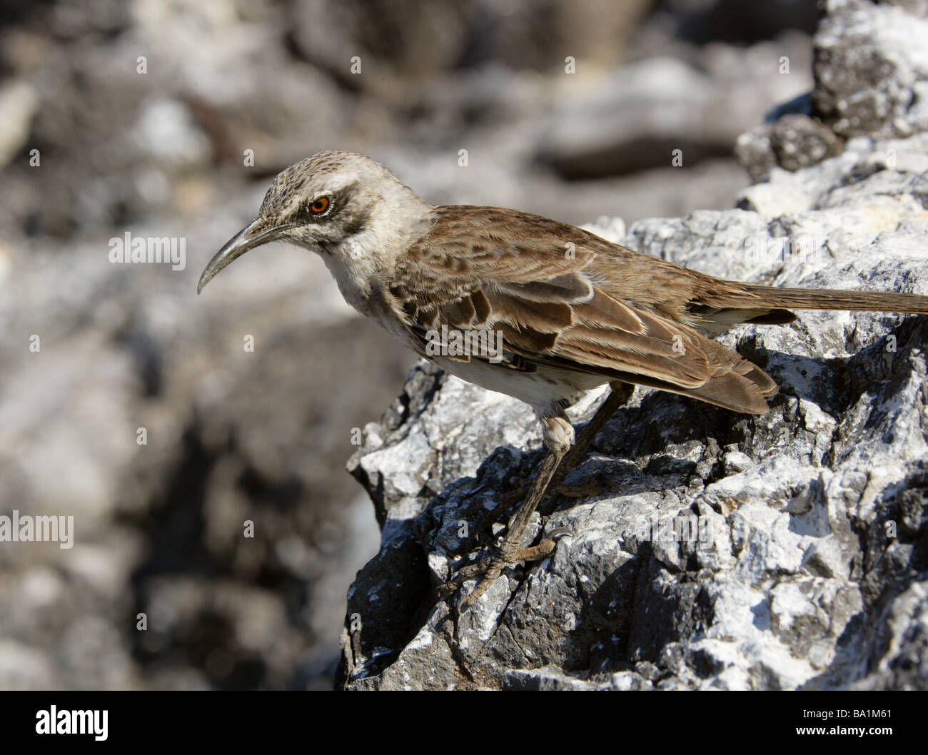 Mimidae hi-res stock photography and images - Alamy
