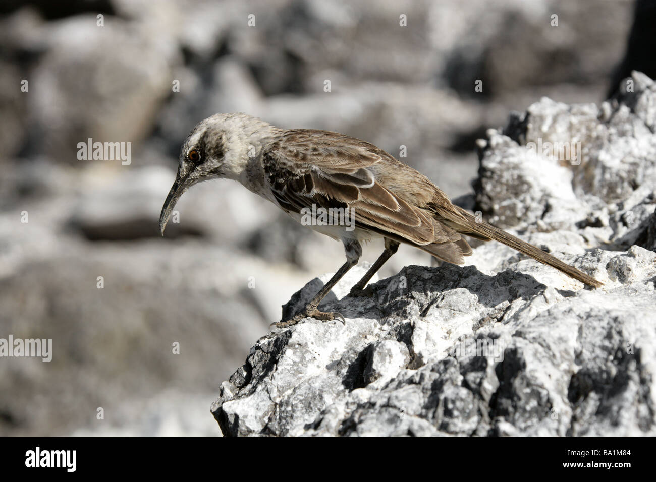 Espanola mockingbirds hi-res stock photography and images - Alamy