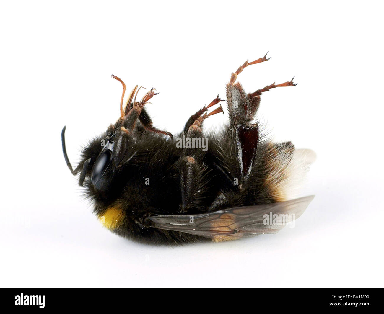 A dead bumble bee Stock Photo - Alamy