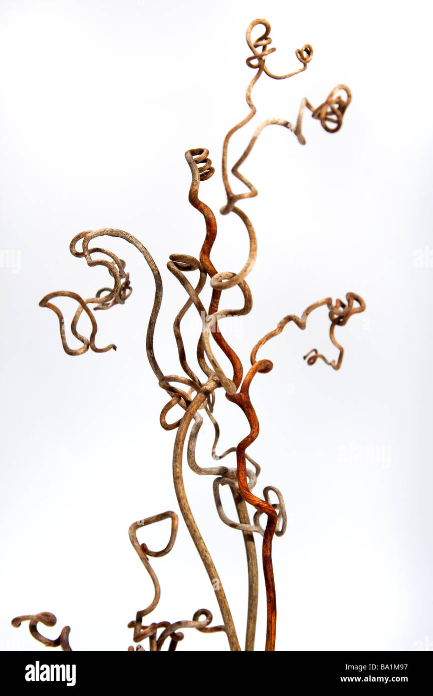 Spiral grapevine hi-res stock photography and images - Alamy