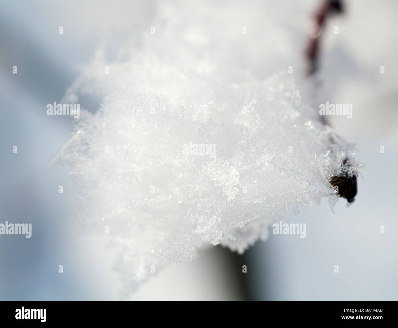 Beautiful shining hoarfrost on twig (macro Stock Photo - Alamy