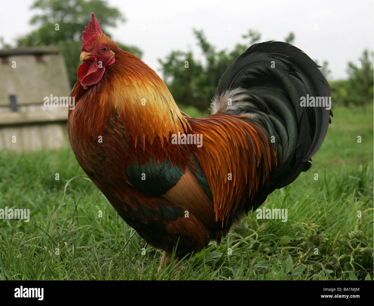 A heart shaped cockerel, a chicken in love Stock Photo - Alamy