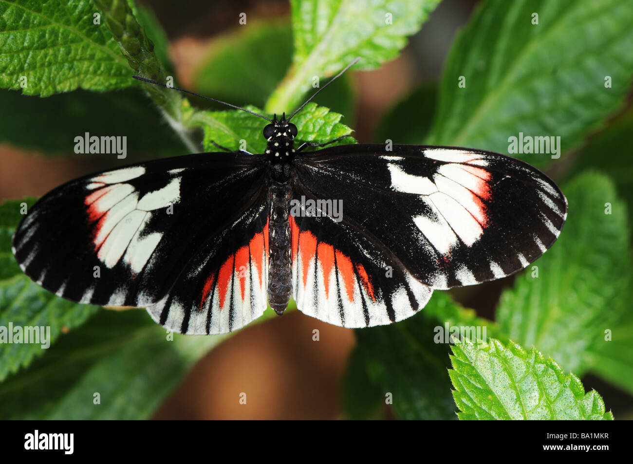 Postman Butterfly, Heliconius melpomene Stock Photo - Alamy