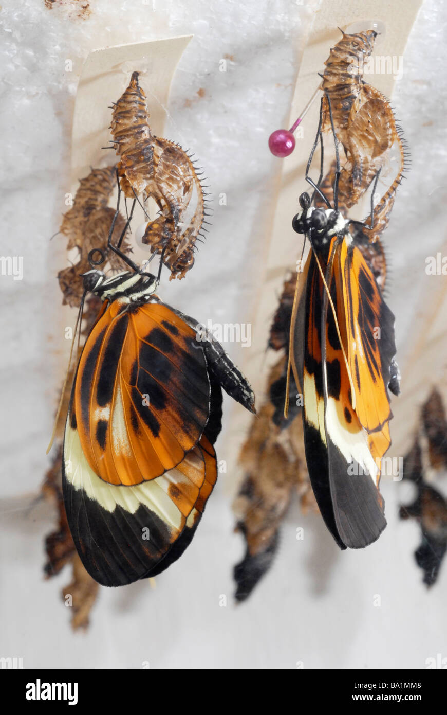 butterflies emerging from their chrysalises on display at a butterfly ...