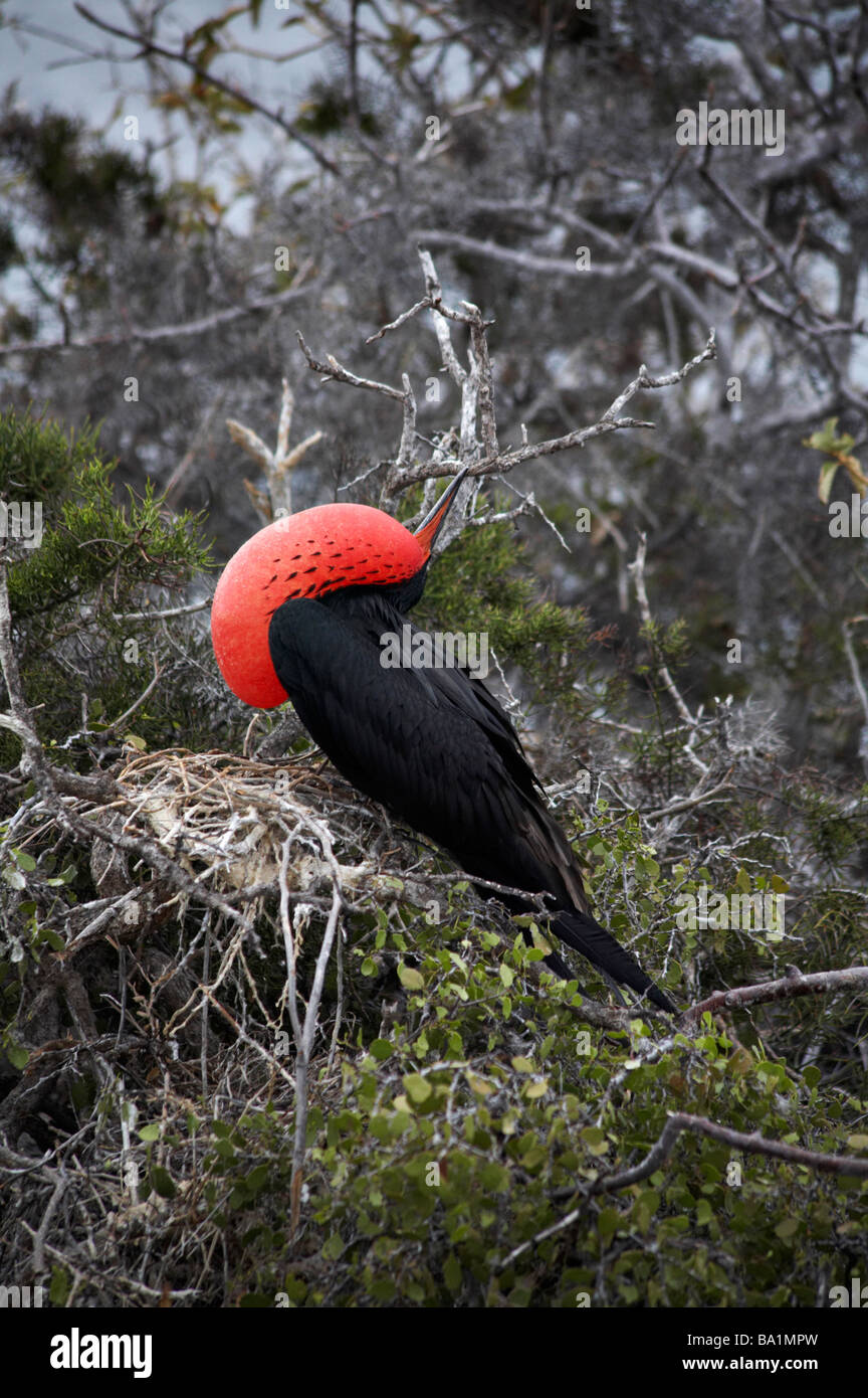 male Magnificent frigatebird, Fregata magnificens, frigate bird sat on ...