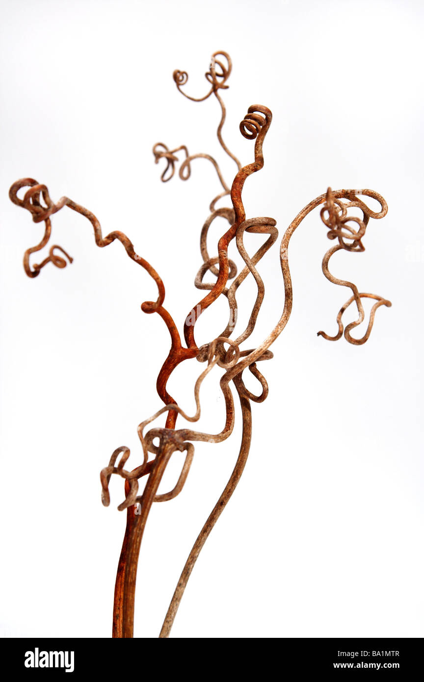 Spiral grapevine hi-res stock photography and images - Alamy