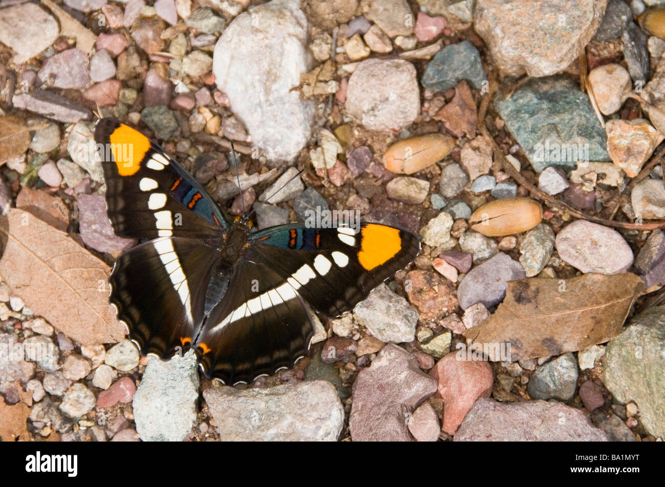 Sister Butterflies High Resolution Stock Photography and Images - Alamy