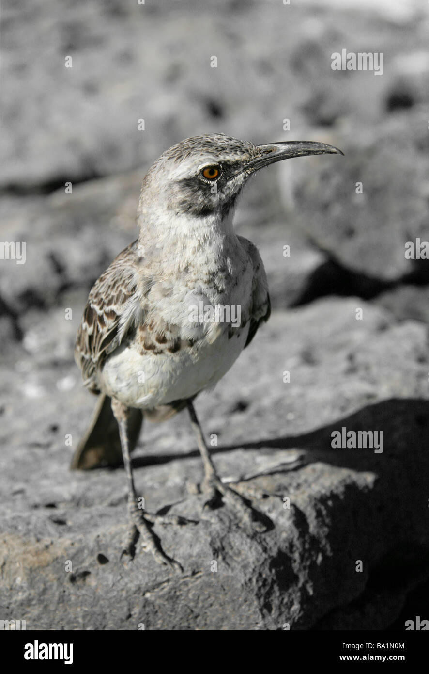Espanola mockingbird nesomimus hi-res stock photography and images - Alamy