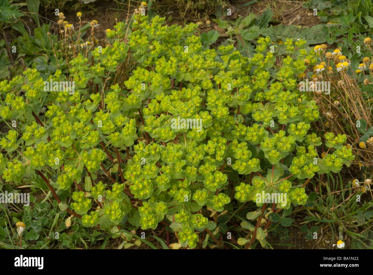 Sun spurge euphorbia helioscopia hi-res stock photography and images ...
