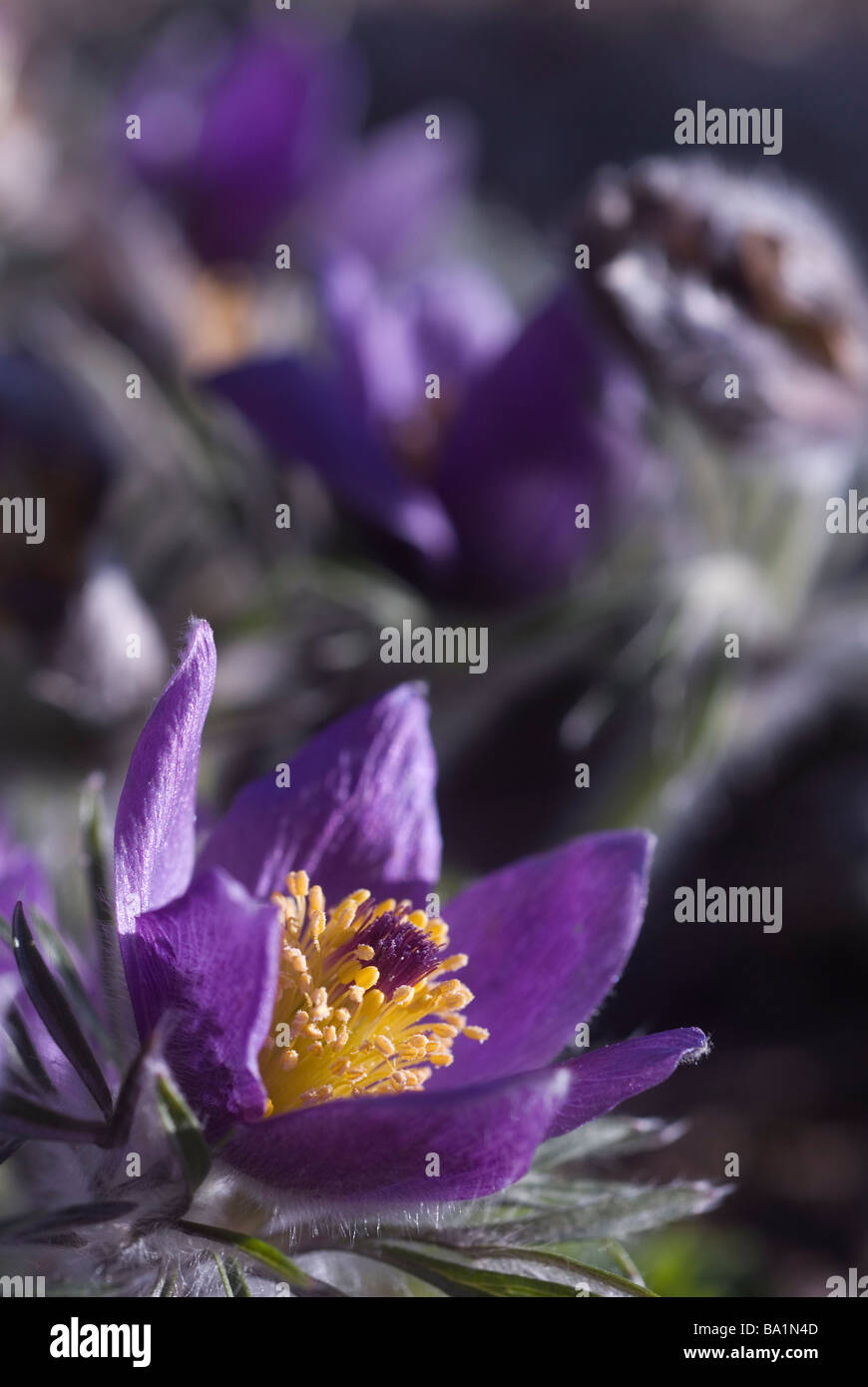 Purple flowers in colorado hi-res stock photography and images - Alamy