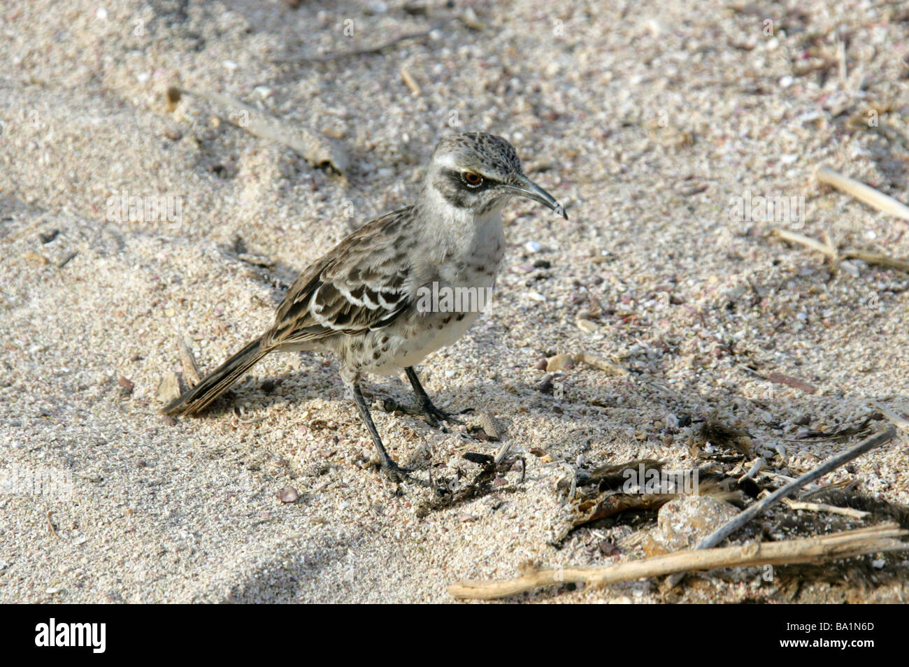 Mimidae hi-res stock photography and images - Alamy