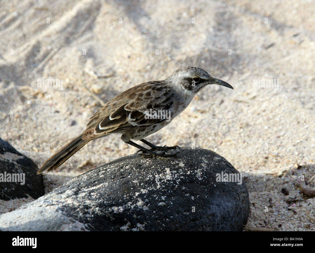 Hood or Espanola Mockingbird, Nesomimus macdonaldi, Mimidae, Espanola ...