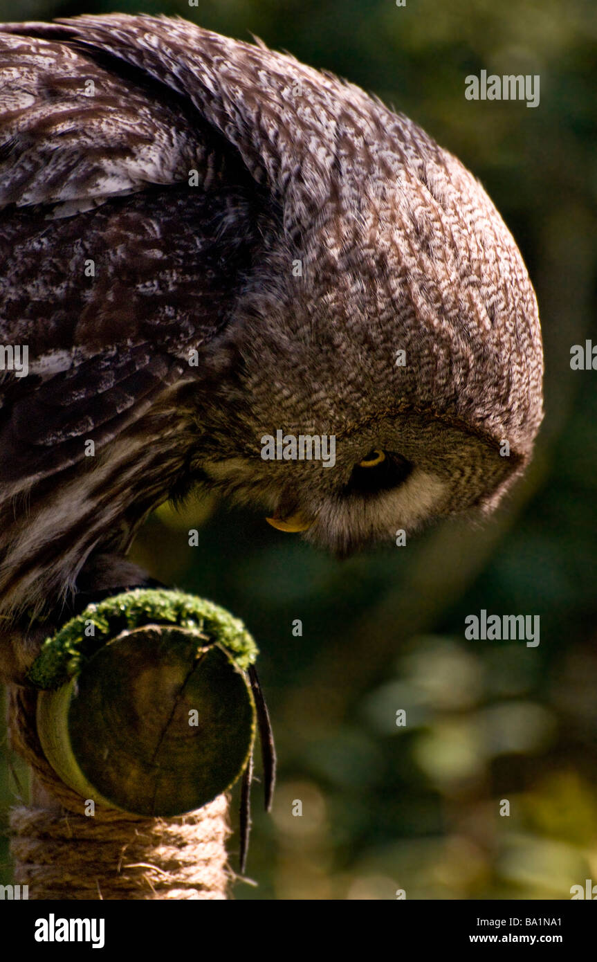 Great hawk owl hi-res stock photography and images - Alamy