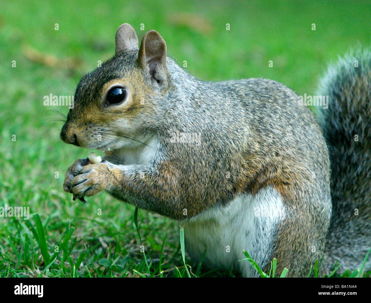 A grey squirrel holding a nut in his paws Stock Photo - Alamy