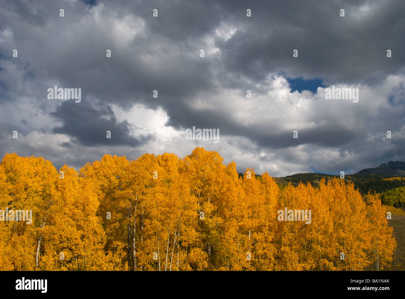 aspen trees in the fall with an aproaching storm near telluride ...