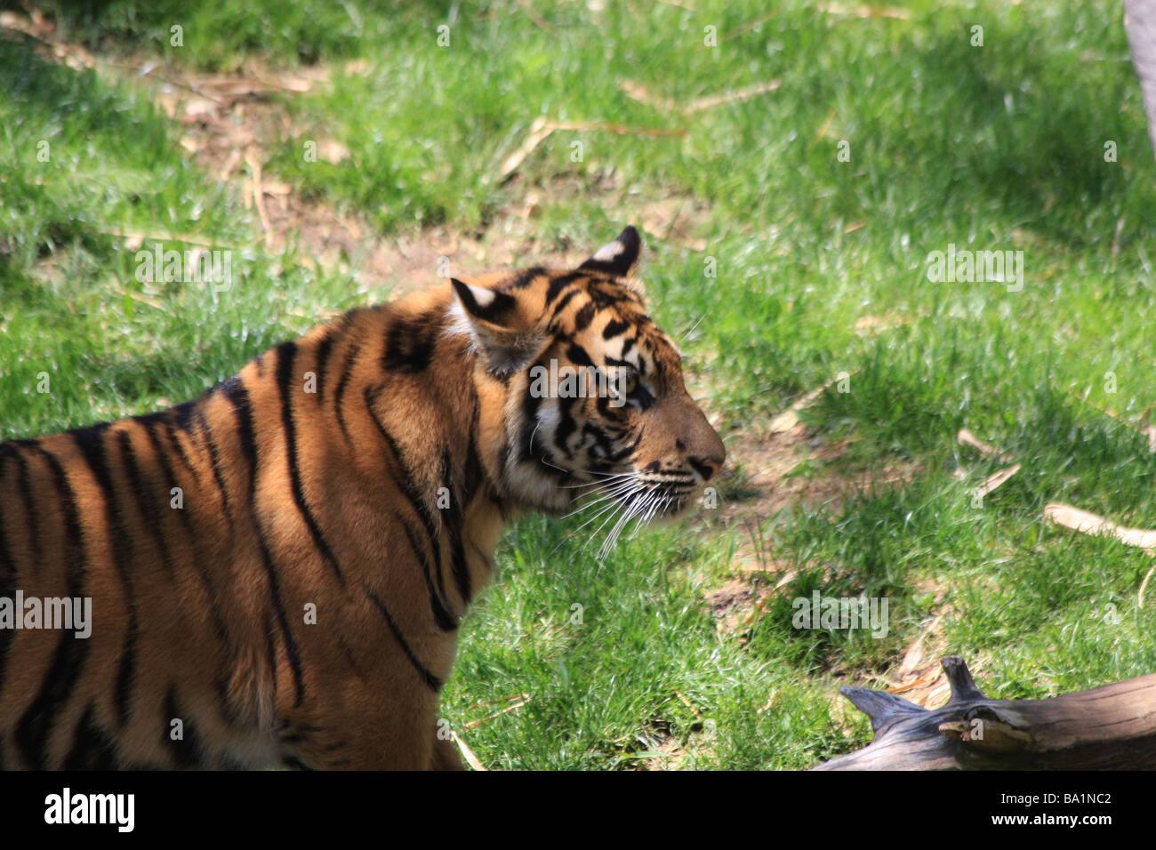 Curious tiger cub hi-res stock photography and images - Alamy