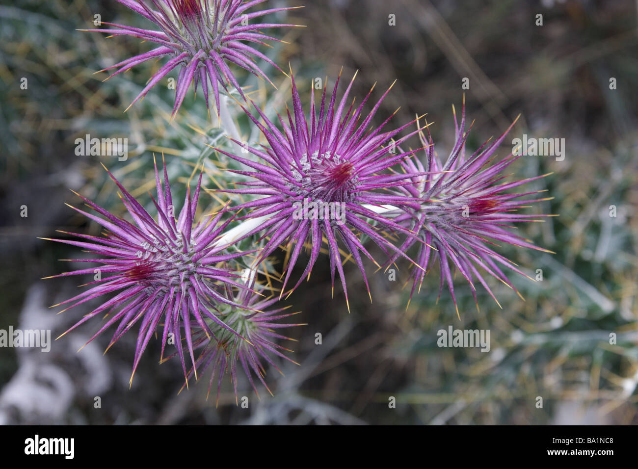 Spiky plant in spain hi-res stock photography and images - Alamy
