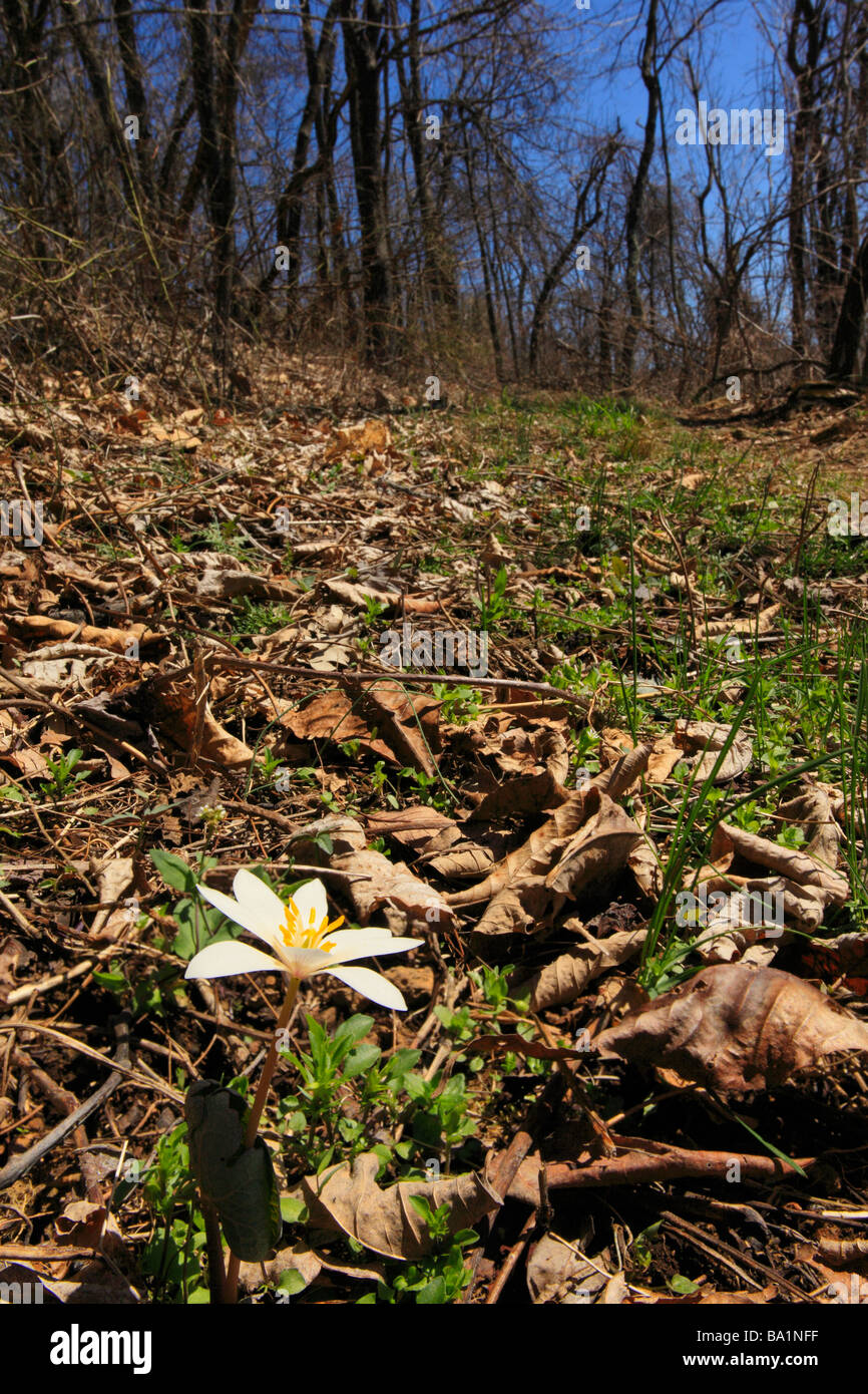 Bloodroot Along Appalachian Trail, Shenandoah National Park, Virginia ...