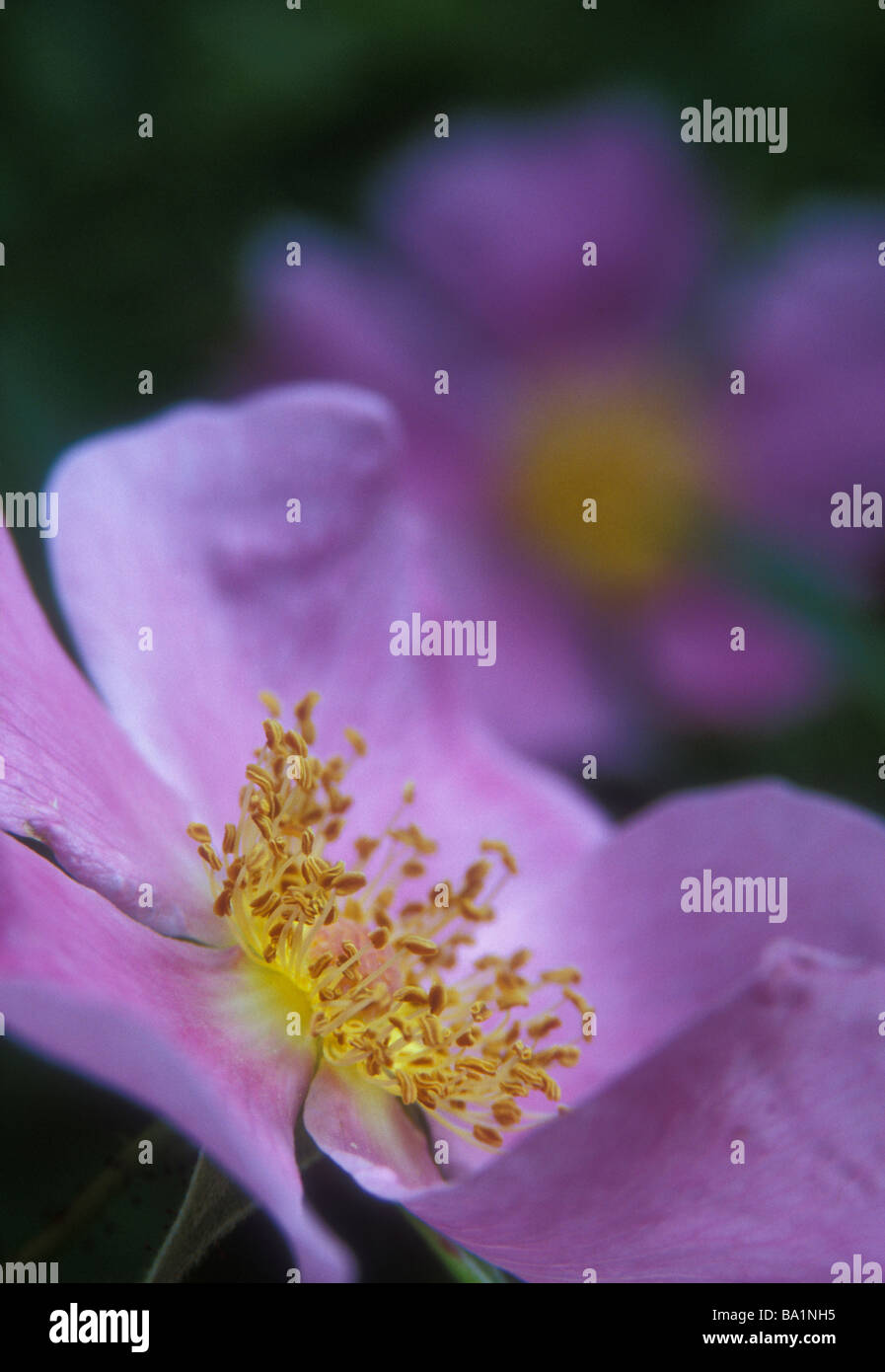 Wild Rose, Blue Ridge Parkway, Virginia, USA Stock Photo - Alamy